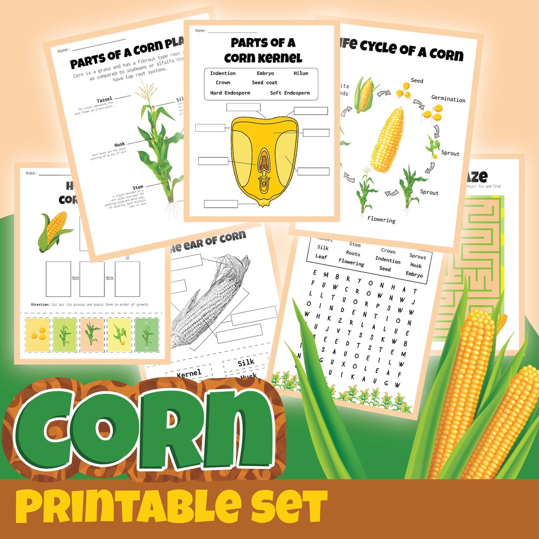 Corn Life Cycle, Instant Download STEM Workbook, Digital Download, Kid ...
