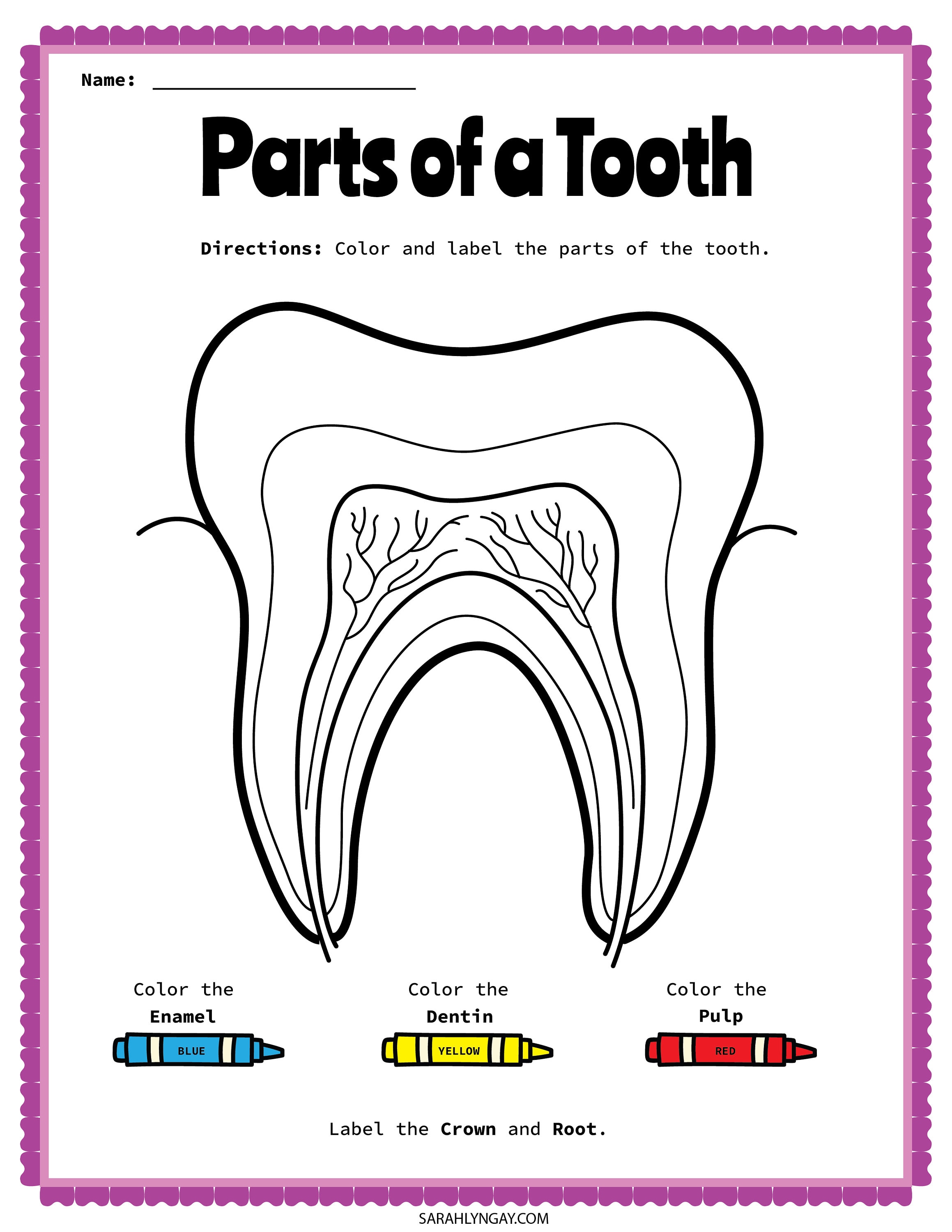Parts of a Tooth Set Instant Download Digital Download | Etsy