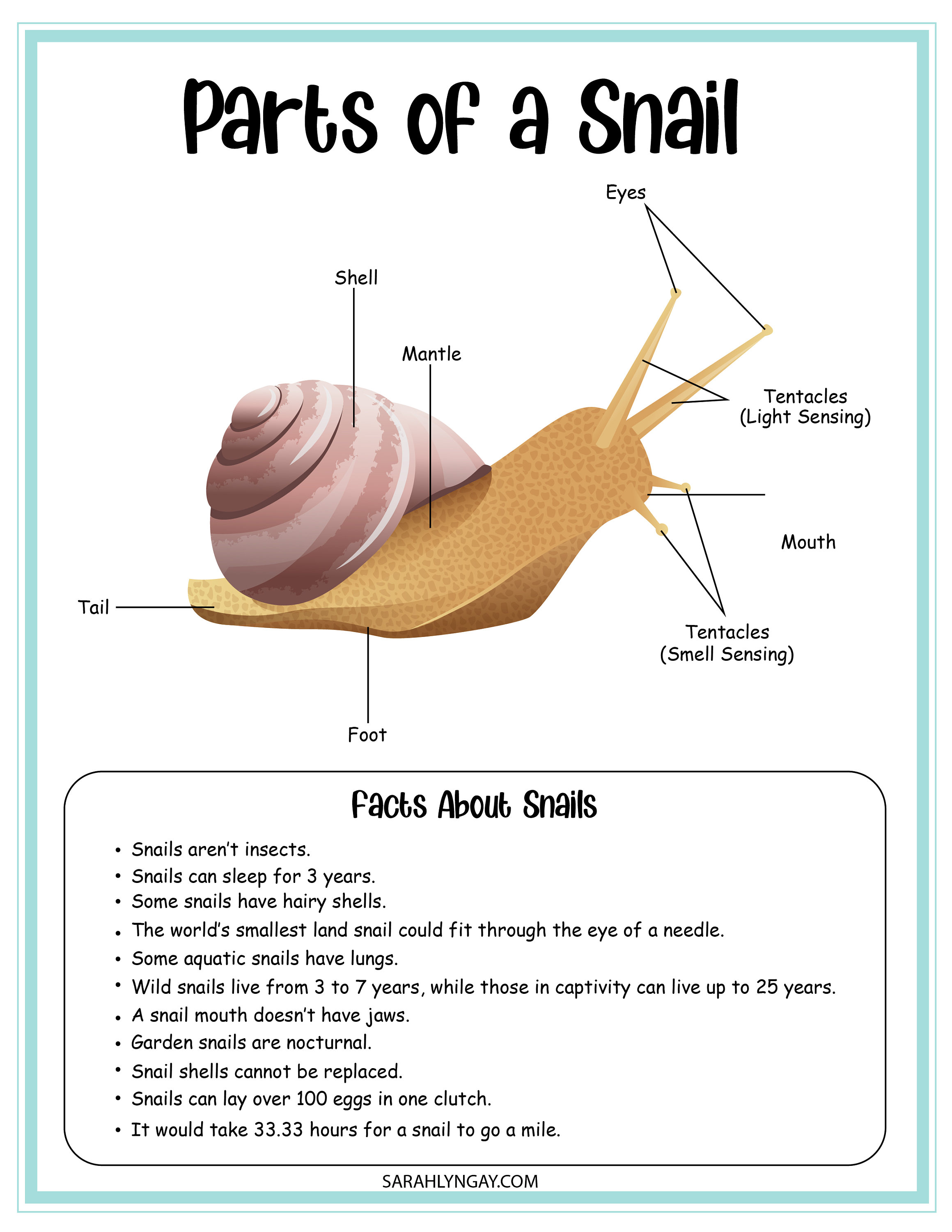 Snails, All About Snails, Instant Download, STEM Workbook, Digital ...
