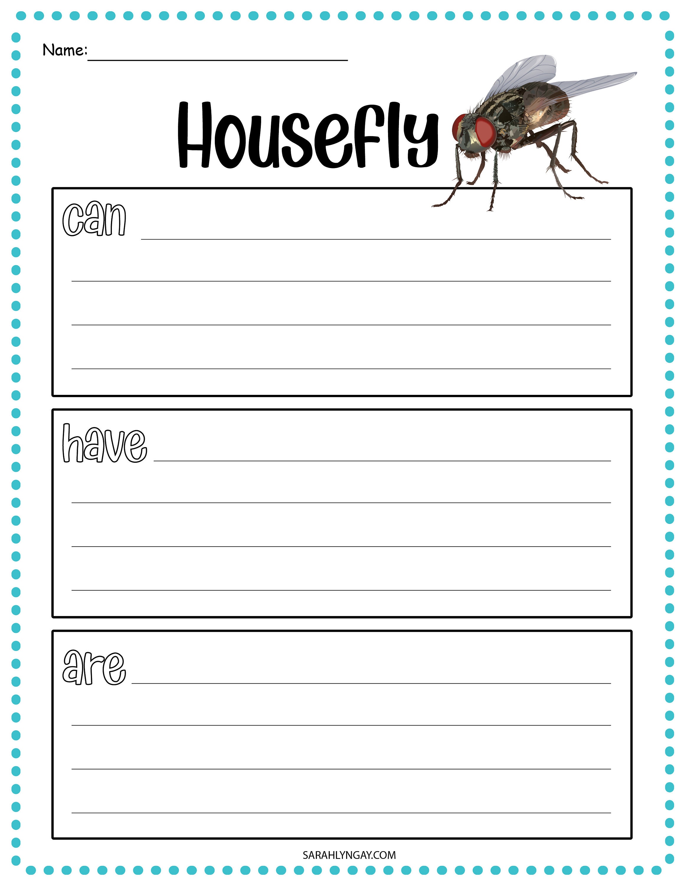 Housefly Life Cycle, Instant Download, STEM Workbook, Digital Download ...