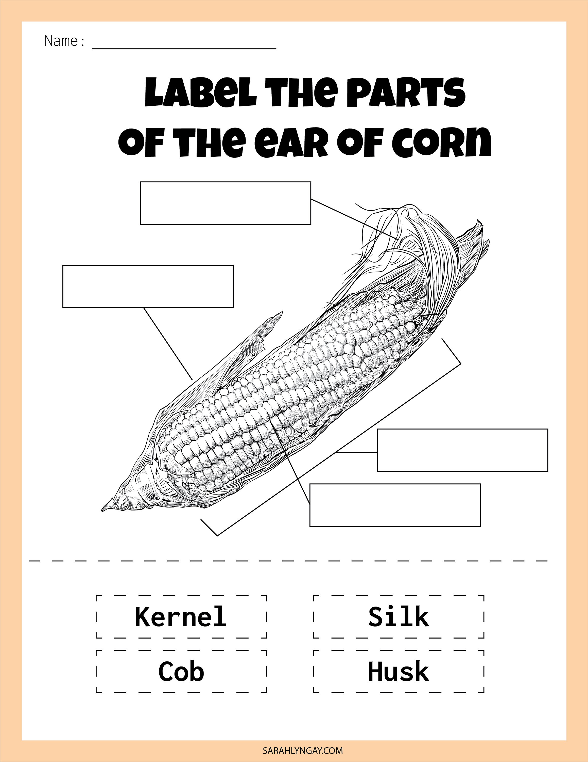 Corn Life Cycle, Instant Download STEM Workbook, Digital Download, Kids ...