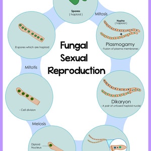 All About Fungi Activity Set for Kids, Instant Download, STEM Workbook ...