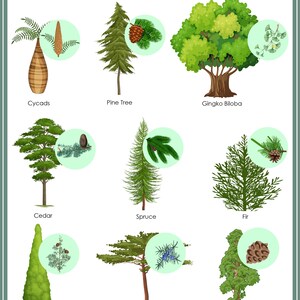 Gymnosperm Activity Set for Kids, Instant Download, STEM Workbook ...