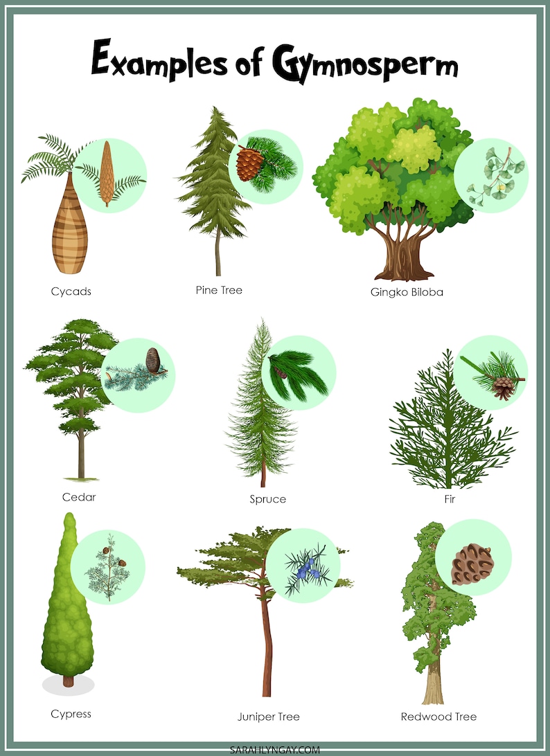 Gymnosperm Activity Set for Kids, Instant Download, STEM Workbook ...
