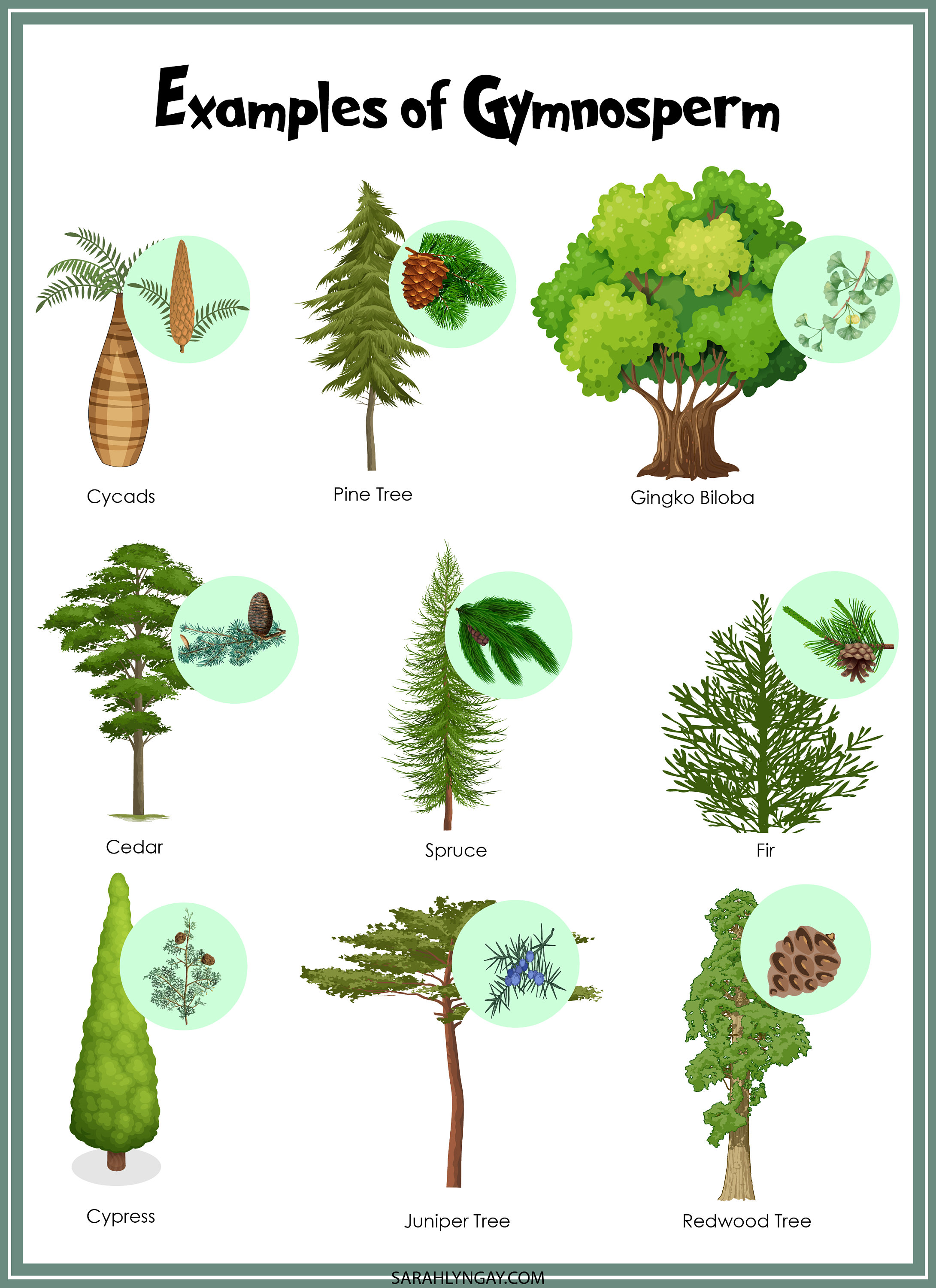 Gymnosperm Examples