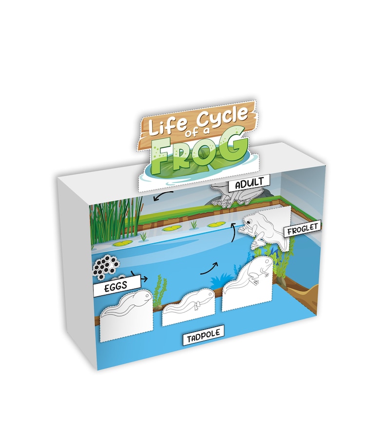 Frog 3D Life Cycle Diorama, Frogs, 3D Diorama, Life Cycle, Digital ...