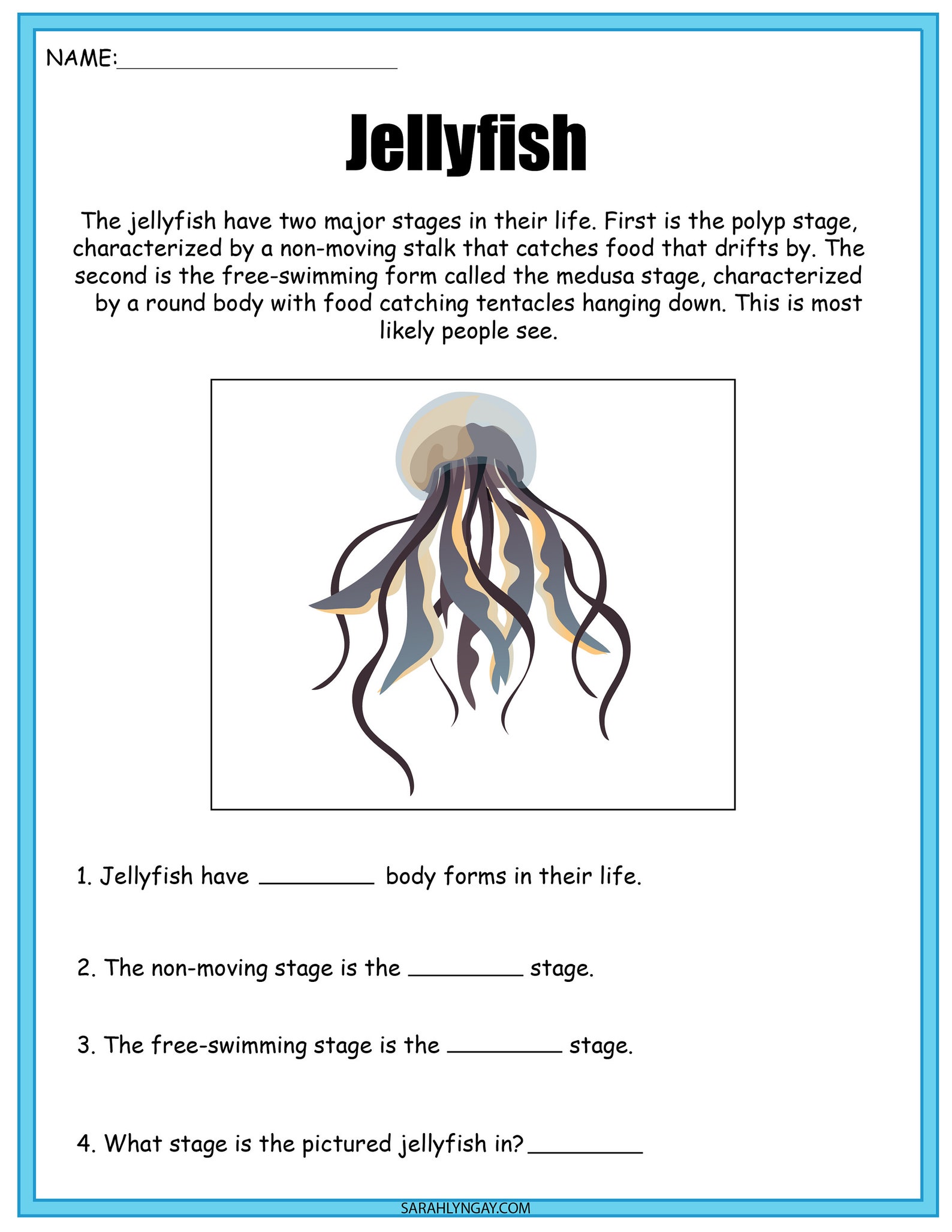Jellyfish Life Cycle, instant download STEM-werkmap, digitale download ...