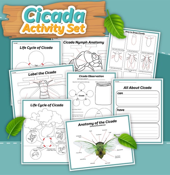 Cicada Unit Study Cicada Workbook Digital Download Instant - Etsy