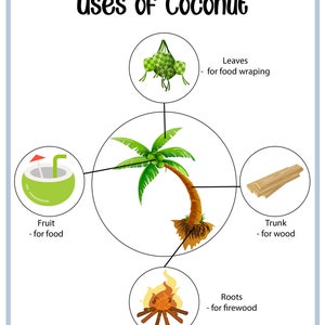 Coconut Tree, Coconut Tree Life Cycle, Instant Download, STEM Workbook ...