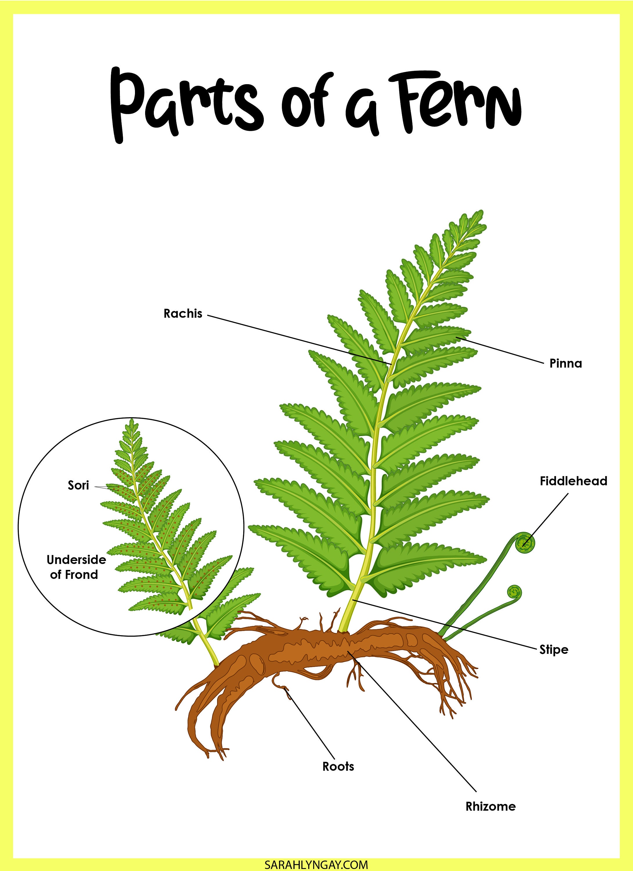 Fern Life Cycle, Ferns, All About Ferns, Instant Download, STEM ...