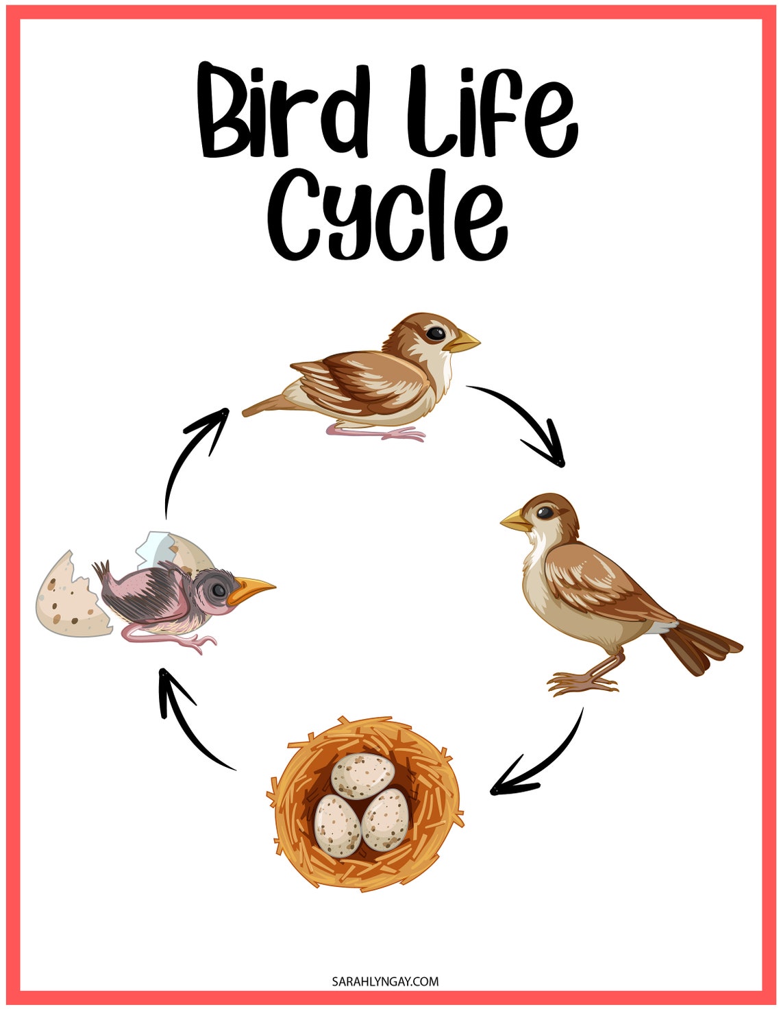 Bird Life Cycle, Birds, All About Birds, Instant Download, STEM ...