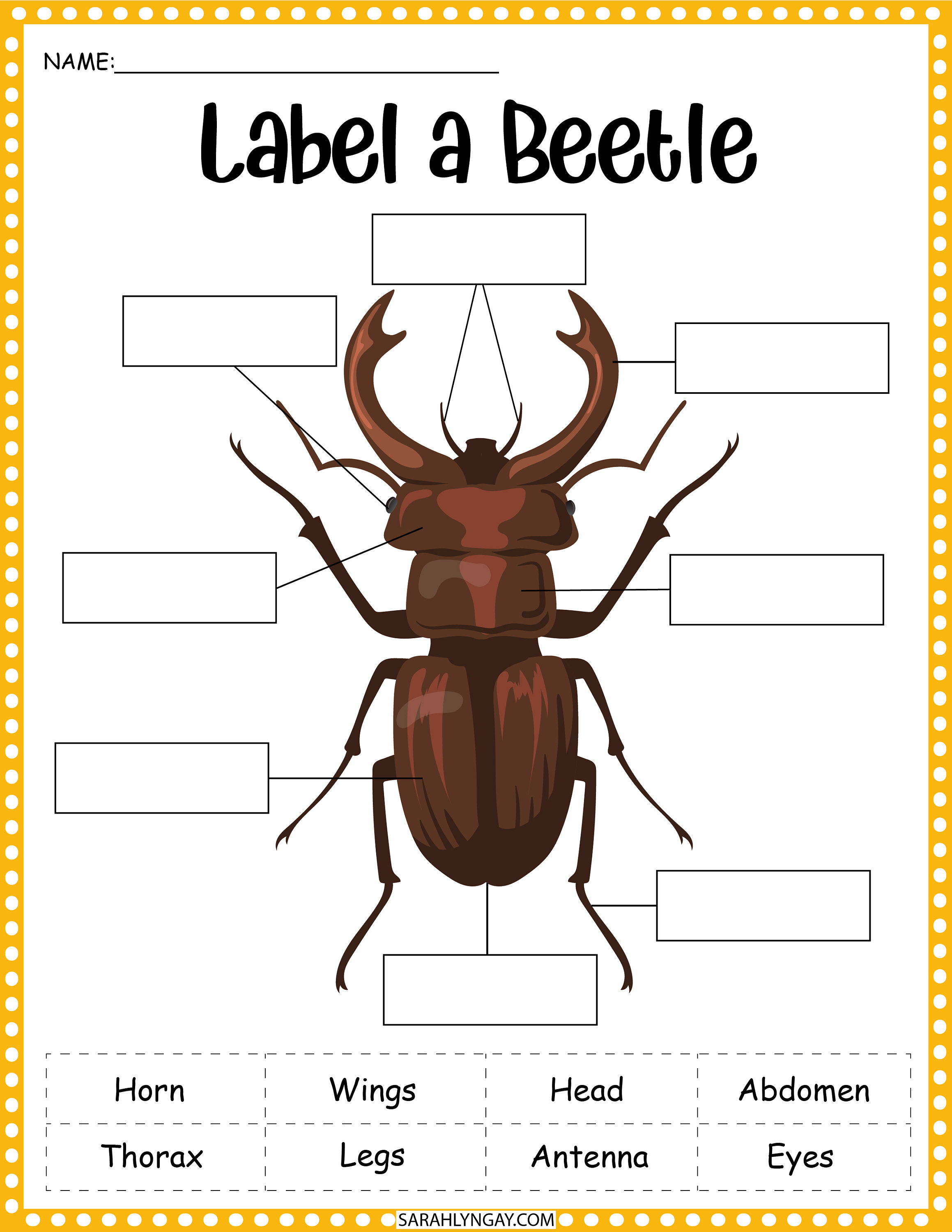 Life Cycle of a Beetle, Instant Download, STEM Workbook, Digital ...