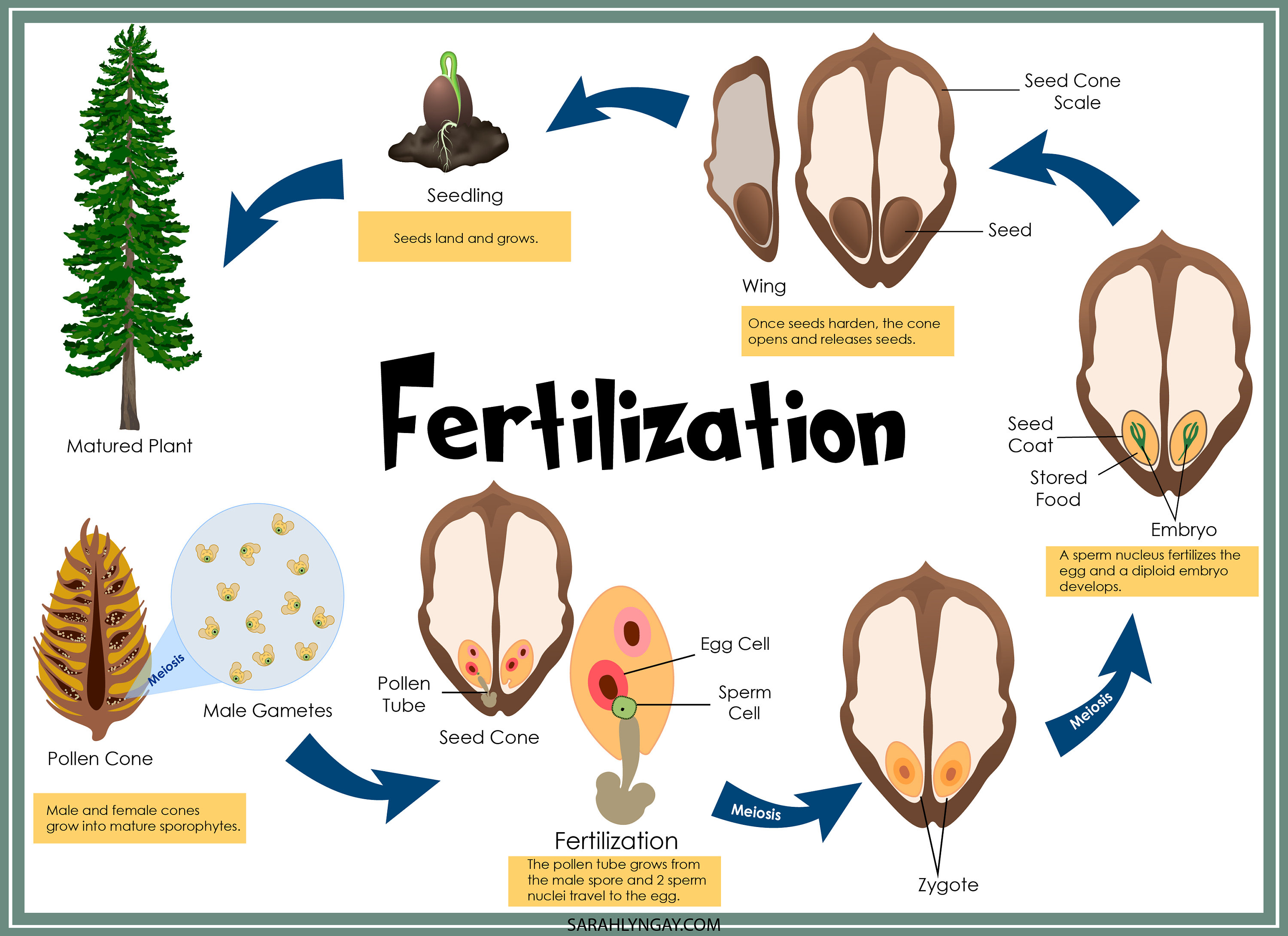 Gymnosperm Activity Set for Kids Instant Download STEM | Etsy