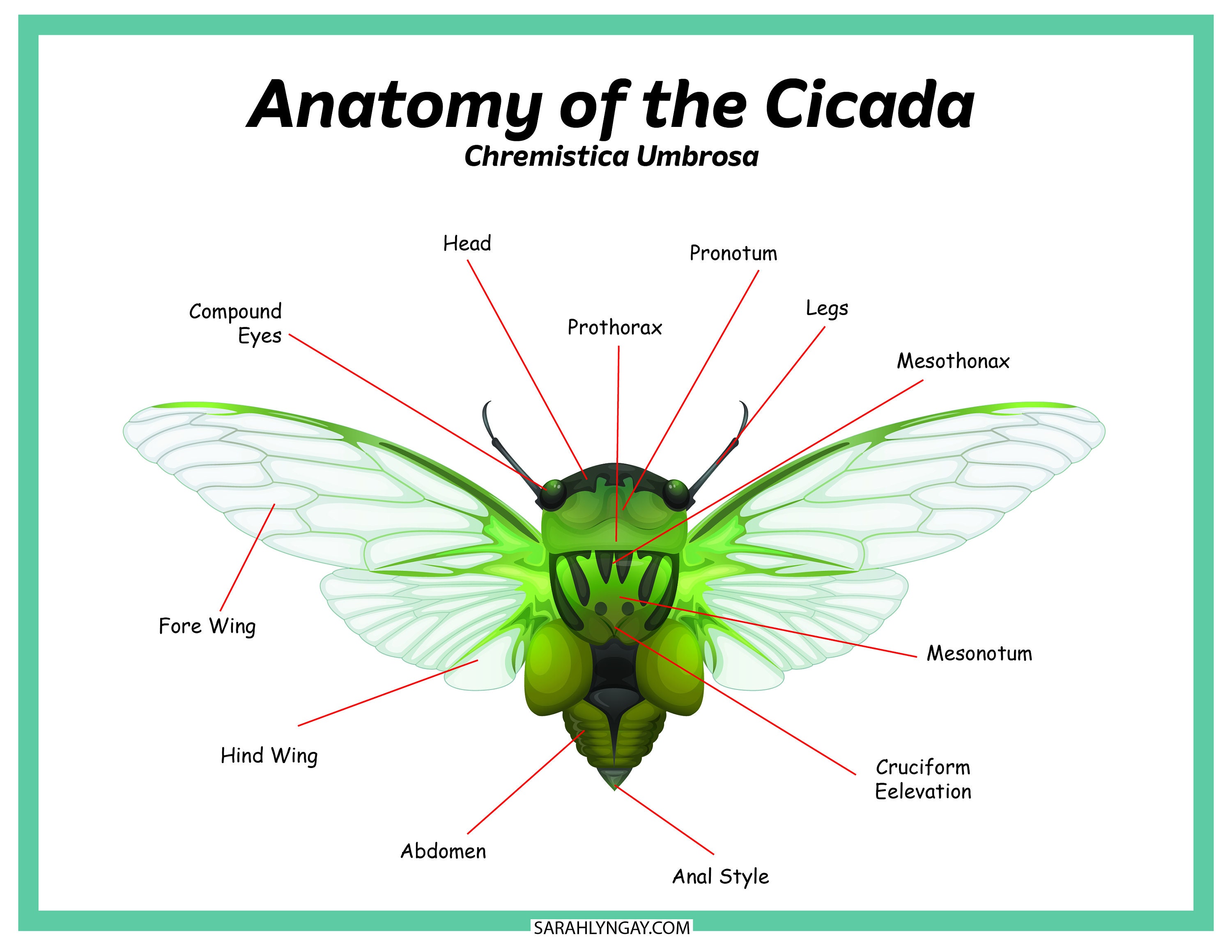 Cicada Unit Study, Cicada Workbook, Digital Download, Instant Download ...