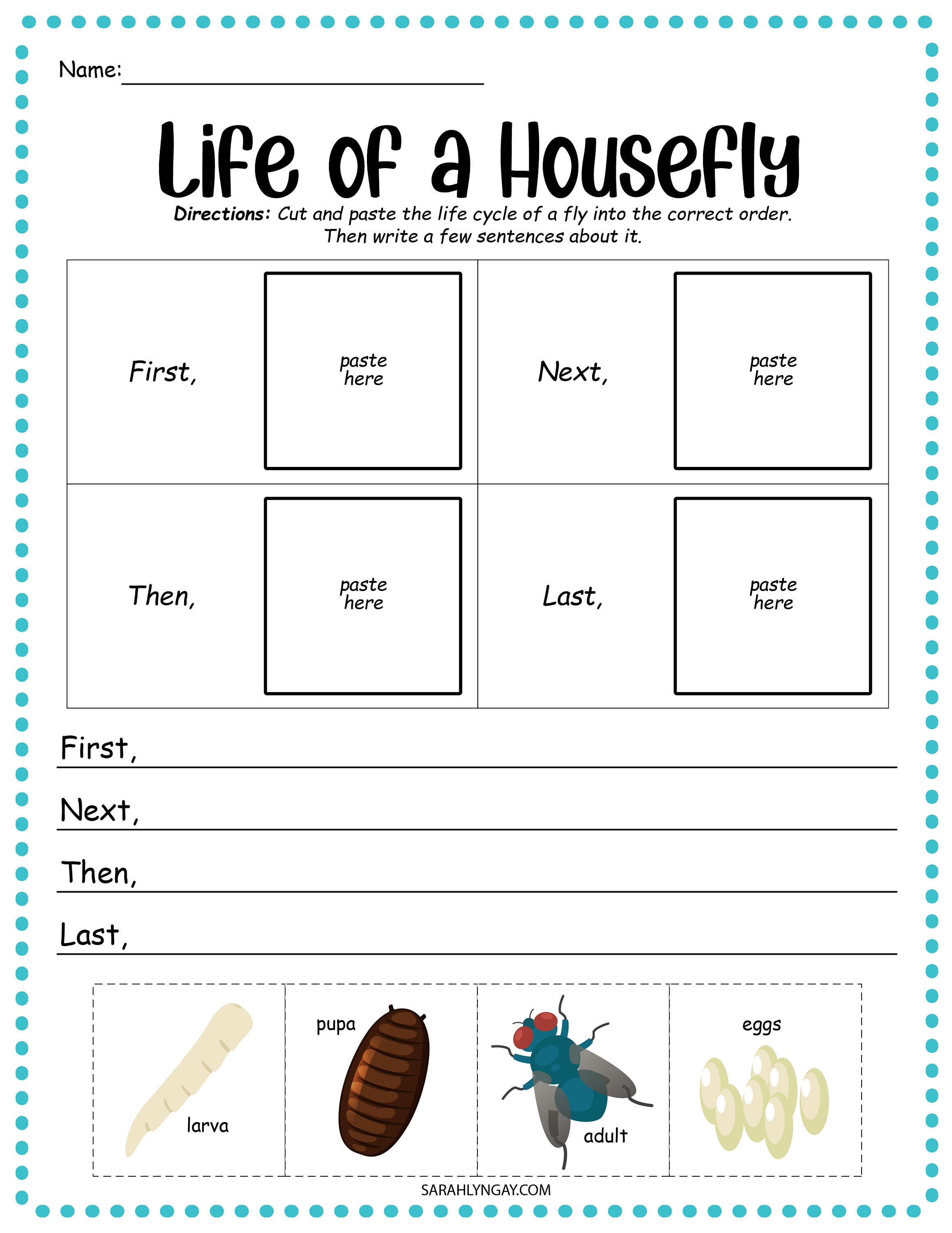 Housefly Life Cycle, Instant Download, STEM Workbook, Digital Download ...