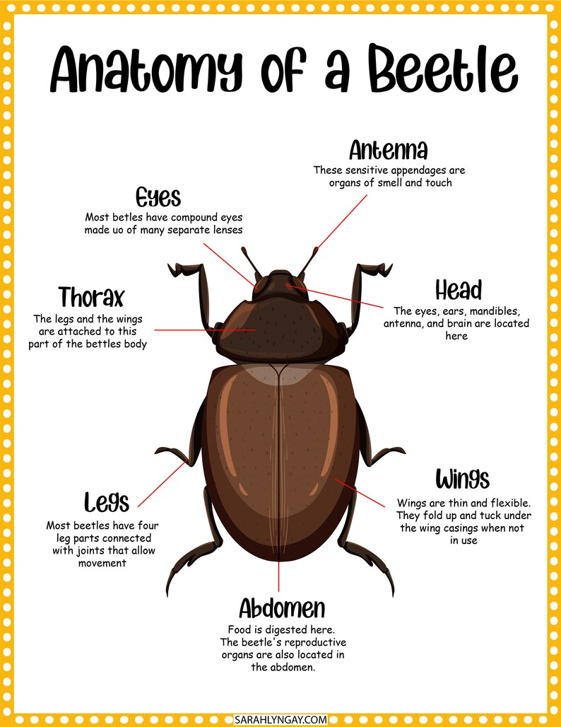 Life Cycle of a Beetle, Instant Download, STEM Workbook, Digital ...