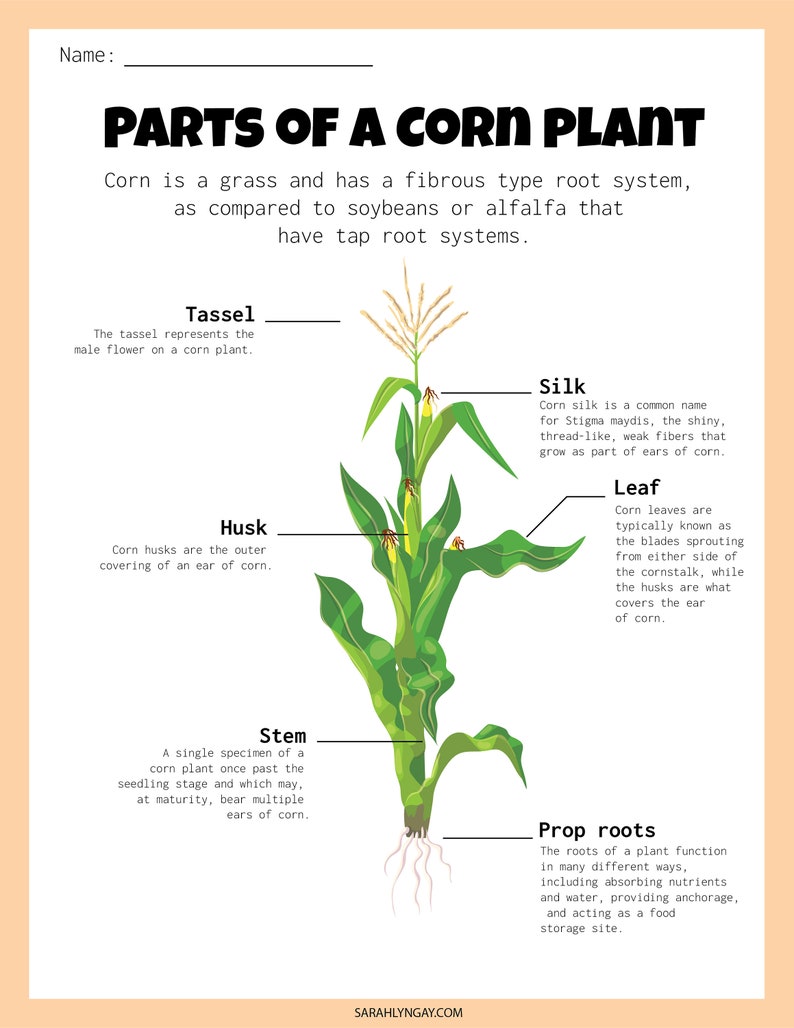 Corn Life Cycle, Instant Download STEM Workbook, Digital Download, Kids ...