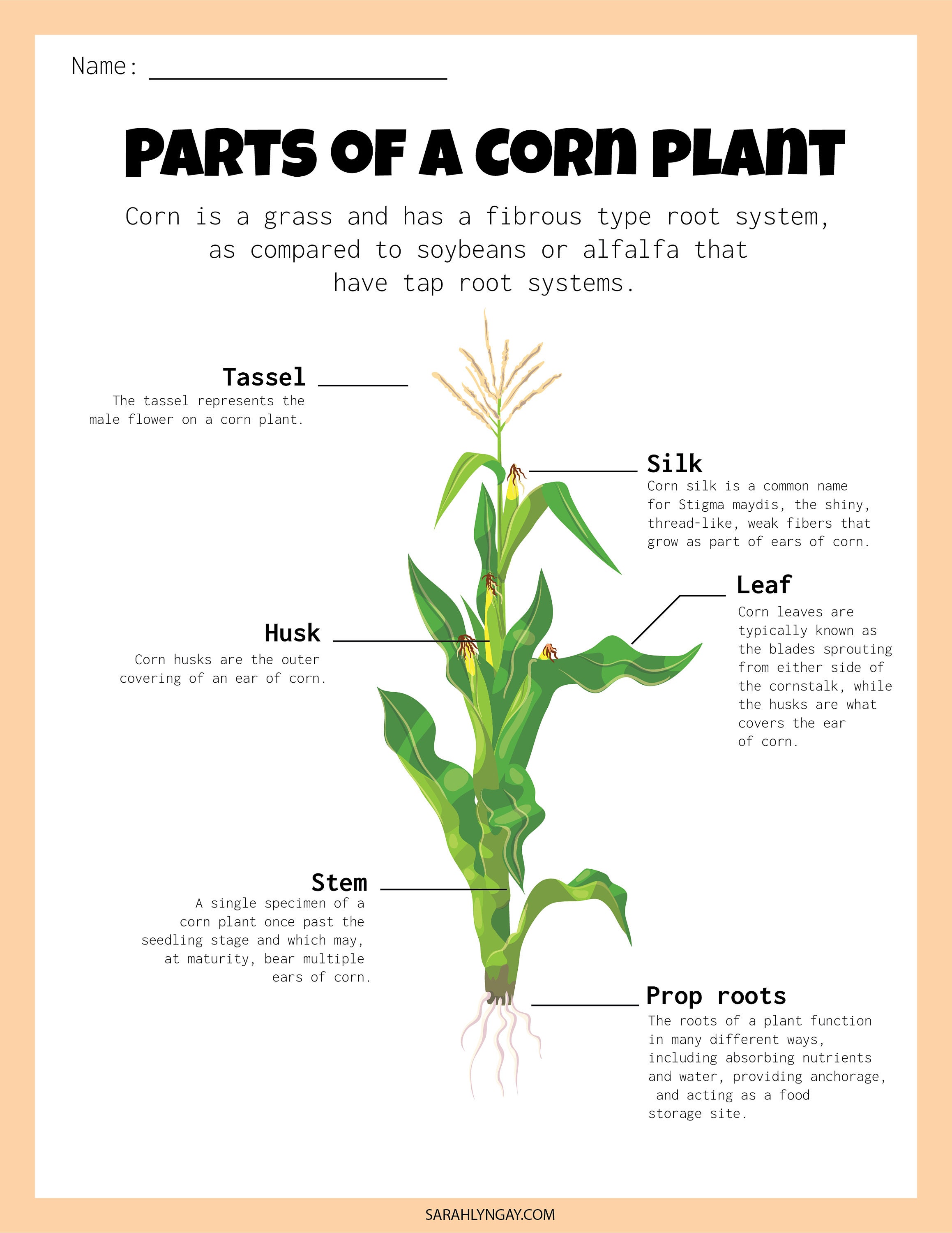 Corn Life Cycle, Instant Download STEM Workbook, Digital Download, Kids ...