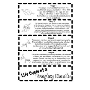 Praying Mantis Lifecycle Lapbook, Lifecycle Lapbook, Praying Mantis ...