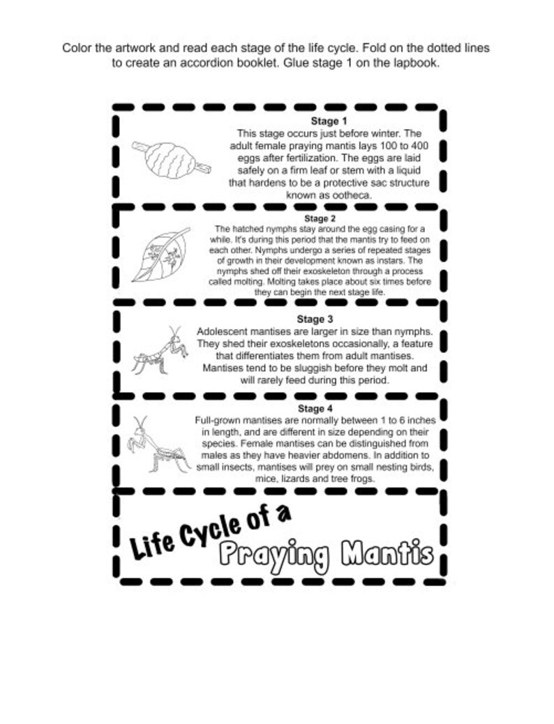Praying Mantis Lifecycle Lapbook, Lifecycle Lapbook, Praying Mantis ...