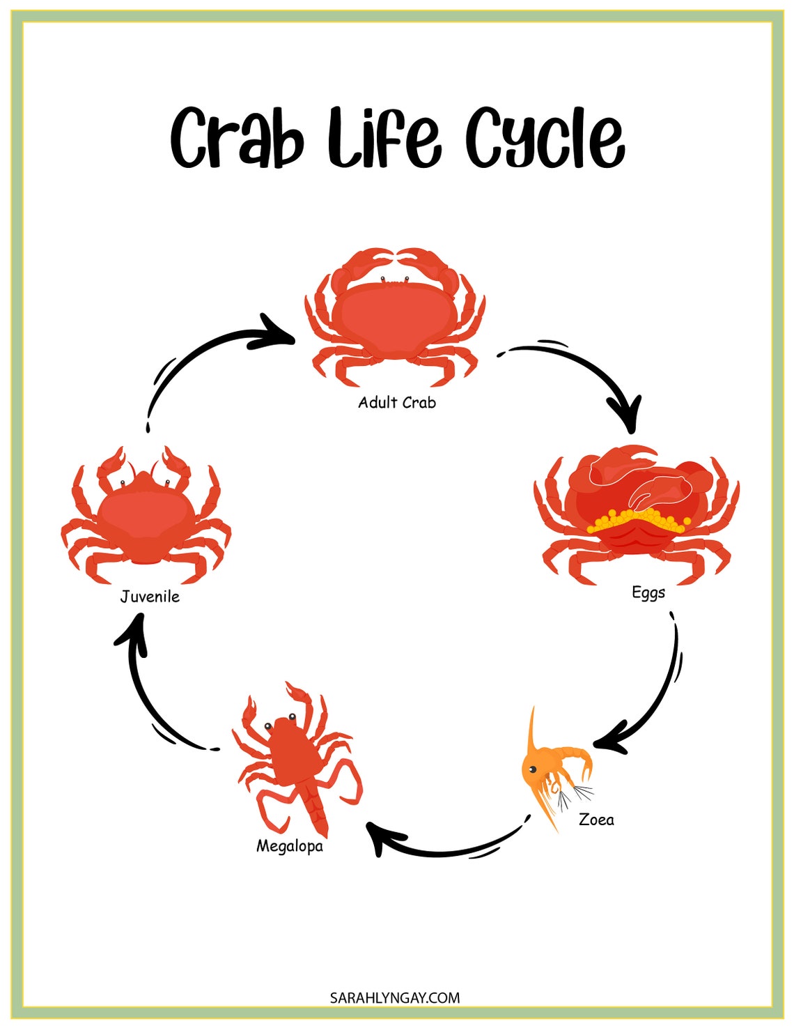 Crab Life Cycle, Crabs, All About Crabs, Instant Download, STEM ...