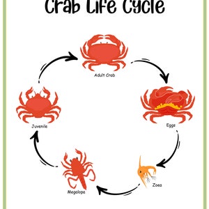 Crab Life Cycle, Crabs, All About Crabs, Instant Download, STEM ...