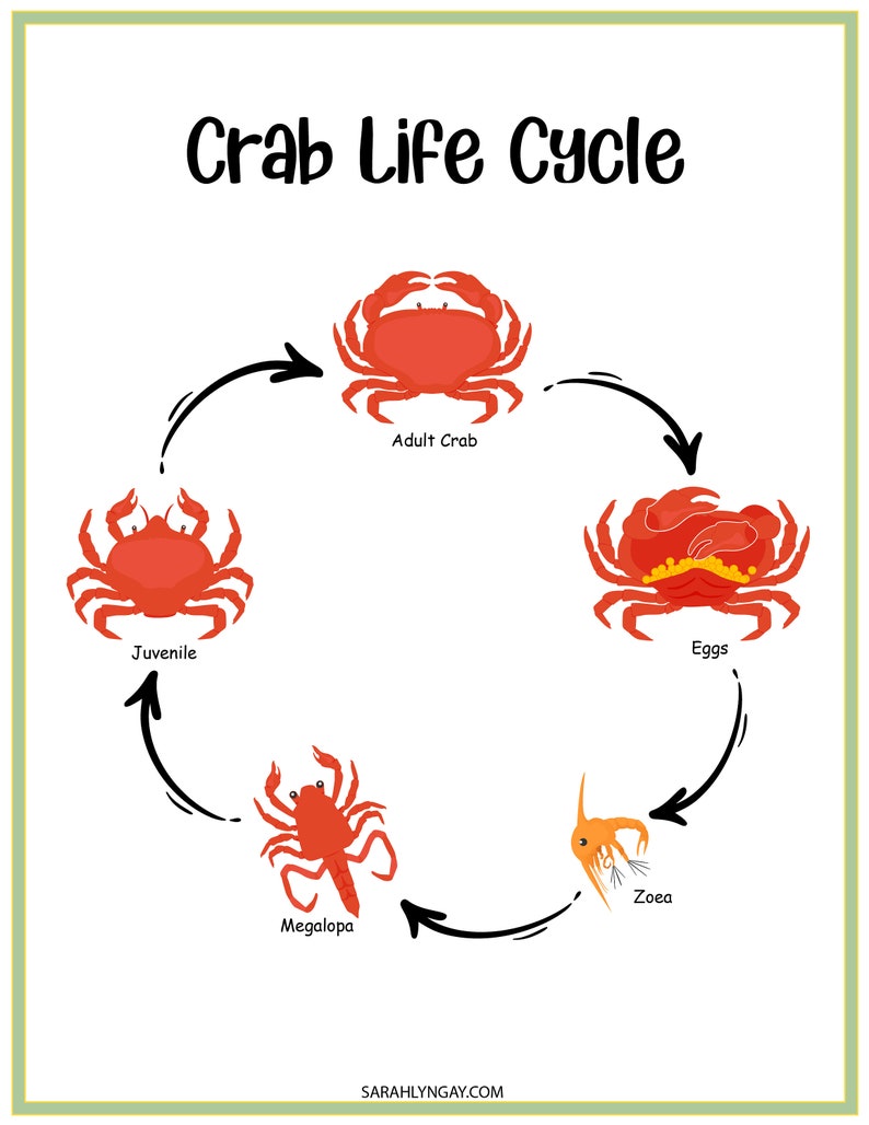 Crab Life Cycle, Crabs, All About Crabs, Instant Download, STEM ...
