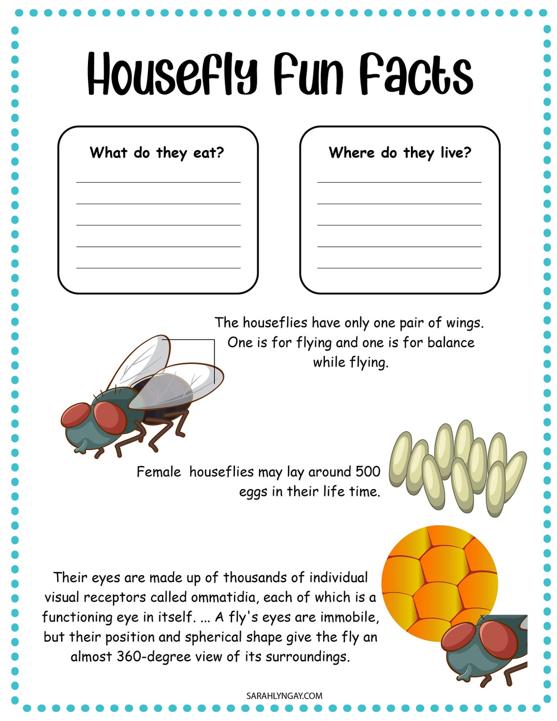 Housefly Life Cycle, Instant Download, STEM Workbook, Digital Download ...