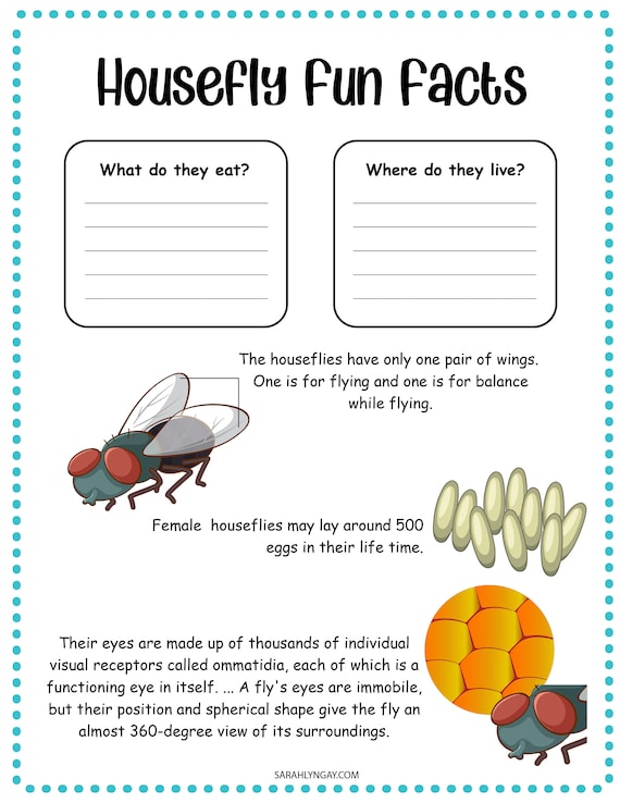 House Fly Life Cycle Time