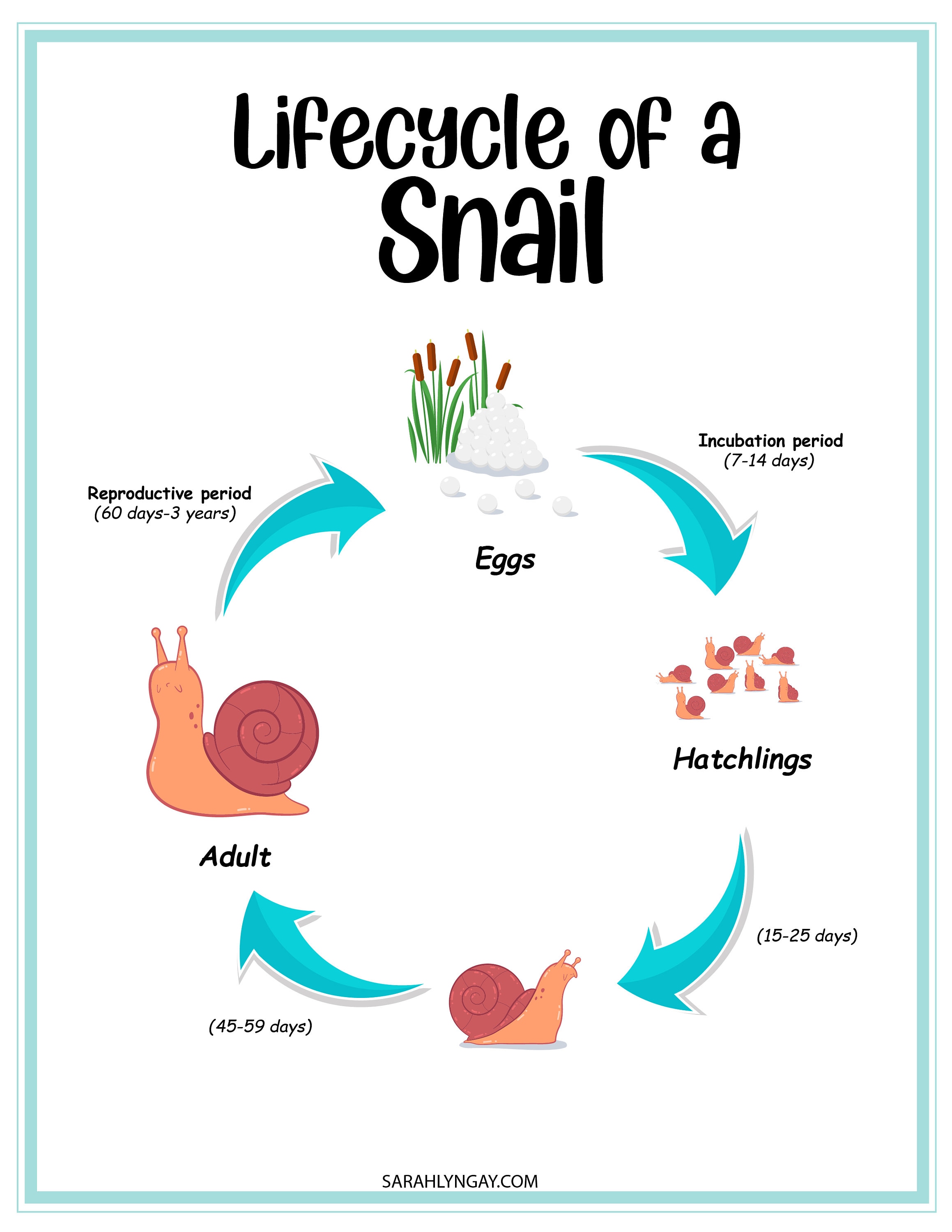 Snails, All About Snails, Instant Download, STEM Workbook, Digital ...