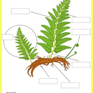 Fern Life Cycle, Ferns, All About Ferns, Instant Download, STEM ...