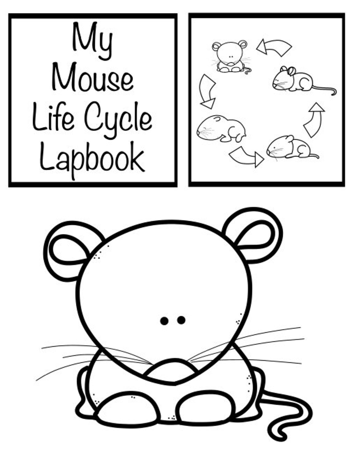 Mouse Lifecycle Lapbook, Mouse Lifecycle, Lapbook, Digital Download ...