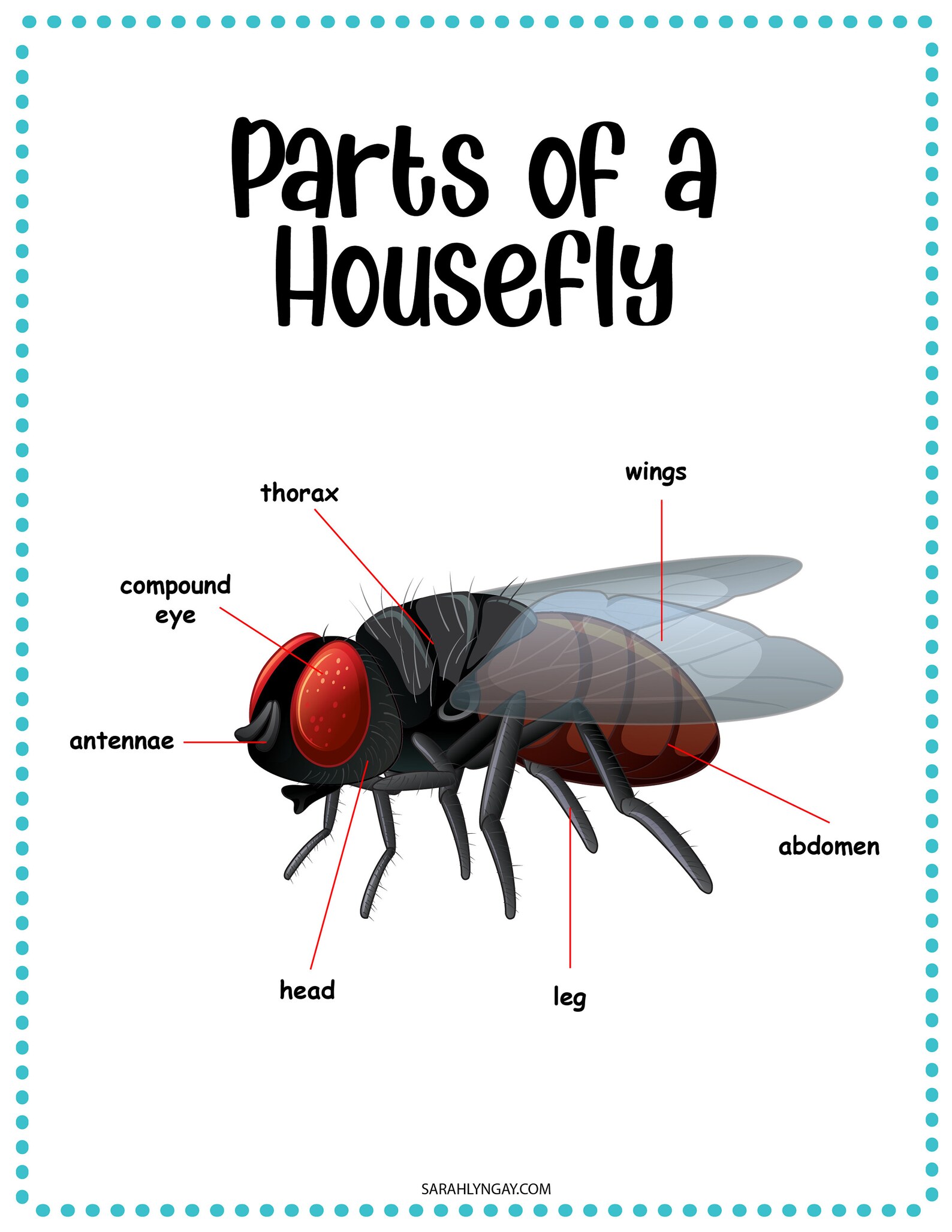Housefly Life Cycle, Instant Download, STEM Workbook, Digital Download ...