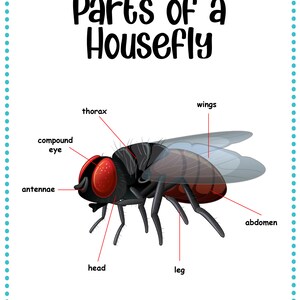 Housefly Life Cycle, Instant Download, STEM Workbook, Digital Download ...