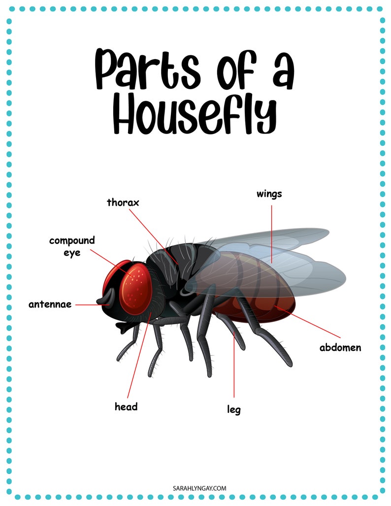 Housefly Life Cycle, Instant Download, STEM Workbook, Digital Download ...