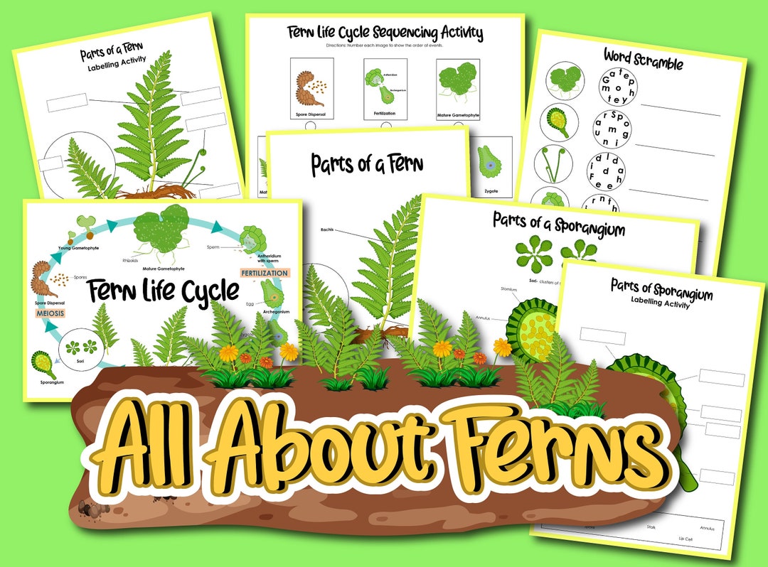 Fern Life Cycle, Ferns, All About Ferns, Instant Download, STEM ...
