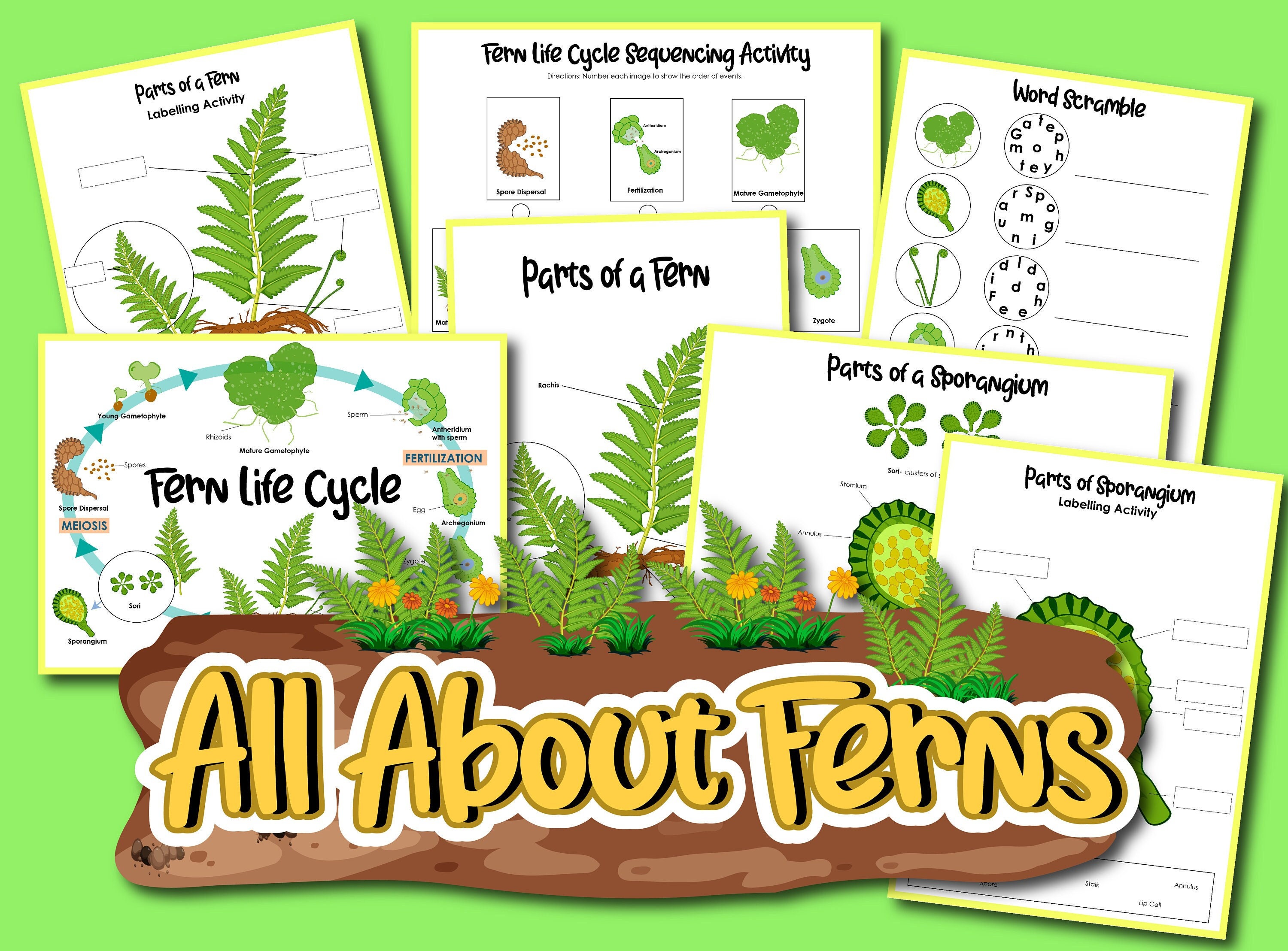 Fern Life Cycle, Ferns, All About Ferns, Instant Download, STEM ...