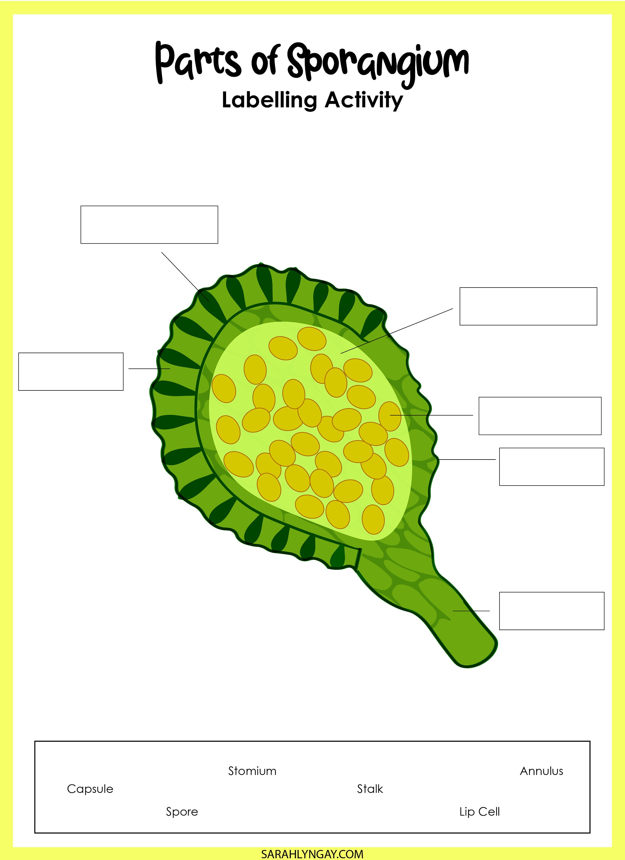 Fern Life Cycle, Ferns, All About Ferns, Instant Download, STEM ...