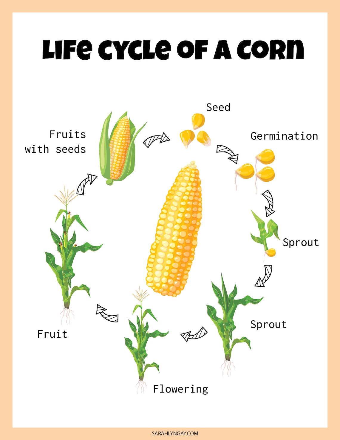 Corn Life Cycle, Instant Download STEM Workbook, Digital Download, Kids ...