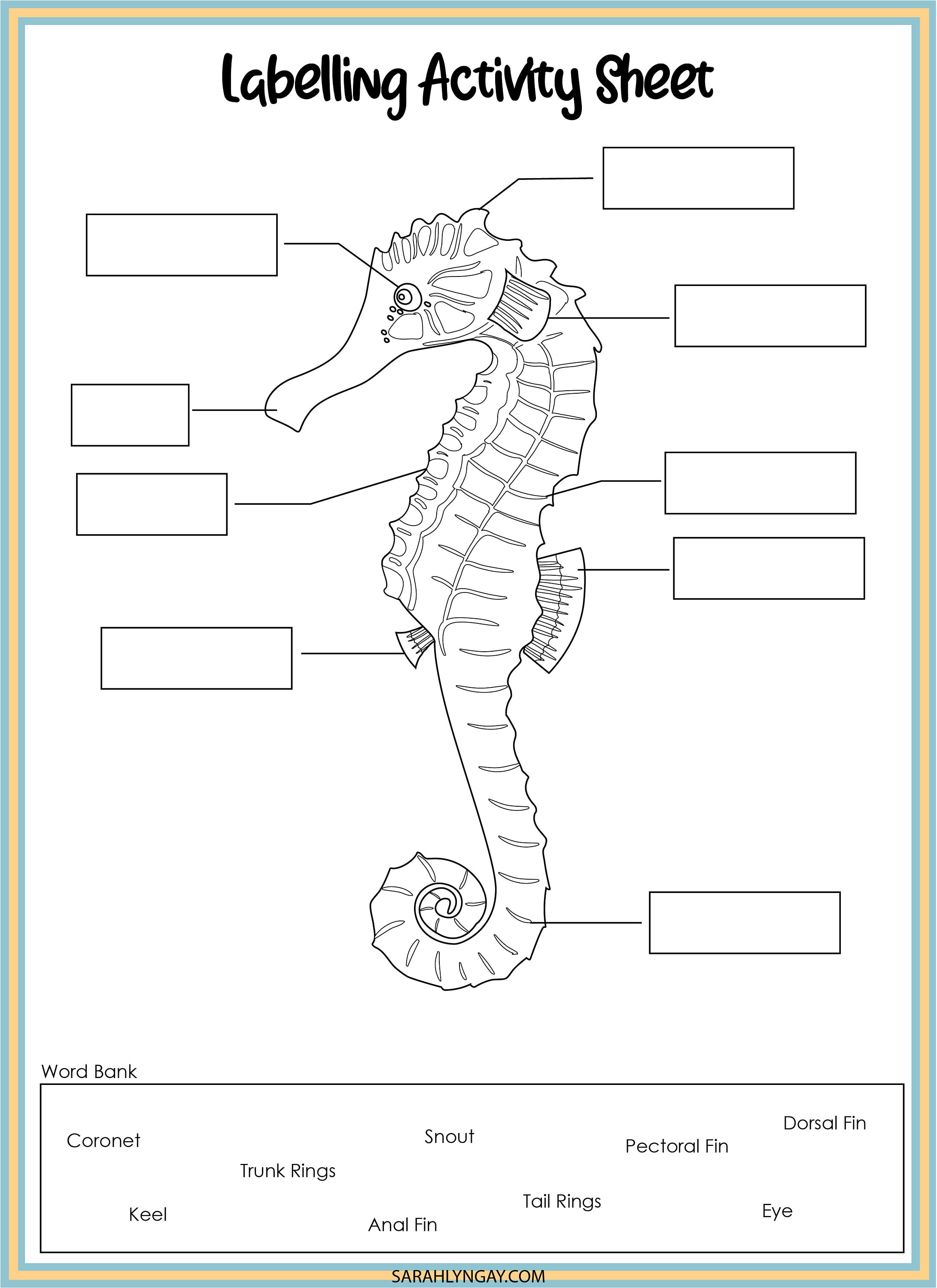 Seahorses, Seahorse Lifecycle, Seahorse Facts, Digital Download ...