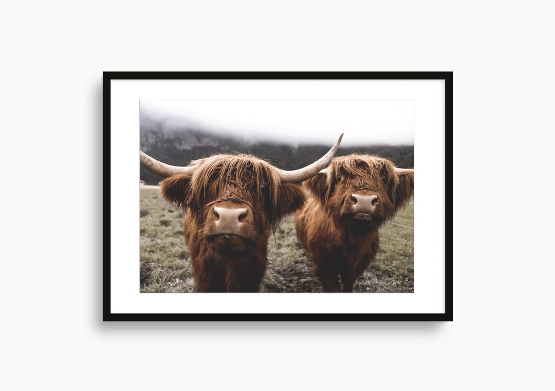 A1 Limited Edition Fine Art Print Highland Cow Poster Wildlife Scotland ...