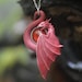 Handmade Red Dragon Pendant Necklace: Fantasycore Polymer Clay Jewelry ...