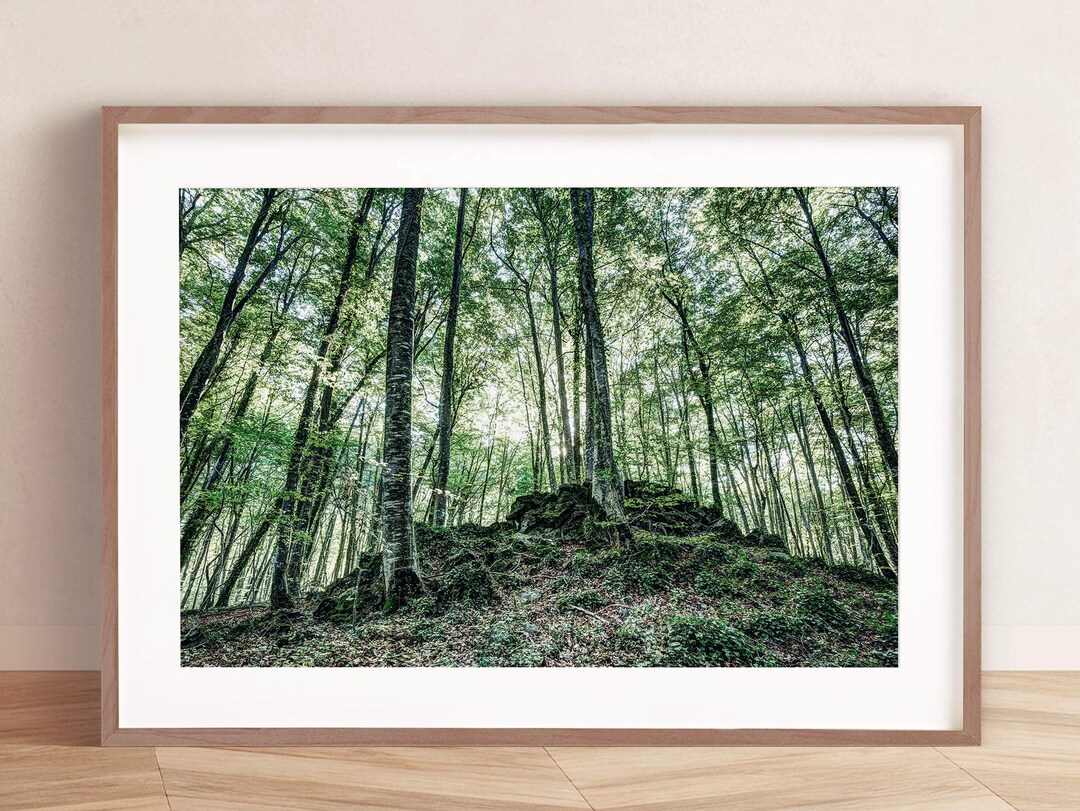 Zen Forest Wall Art From La Fageda De Jorda, in Catalonia, Spain ...