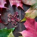 Flame of the Forest — an Elegant Maple Leaf Tatting Pattern for Lace ...