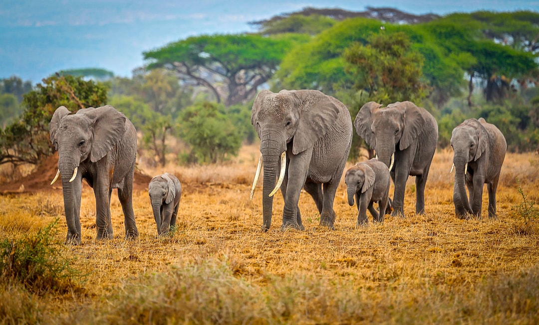 Elephant Pack, Elephants, Wildlife Photography, Animal Photo Print ...