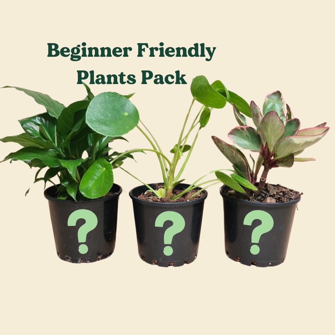 Beginner Friendly Plants Pack (3 Assorted Plants) - 100mm - Etsy