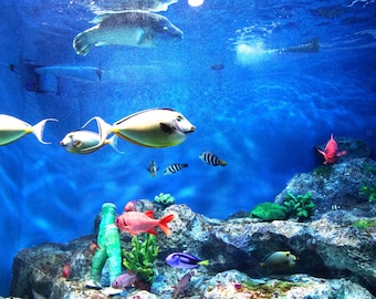 Zoom Background, Aquarium Background, Fishtank Background, Fish Tank ...