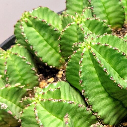 Zipper Plant Anoplia Tanzanian Zipper Plant Cactus - Etsy