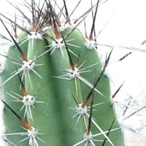 Baseball Bat Cactus Neoraimondia Herzogiana - Etsy