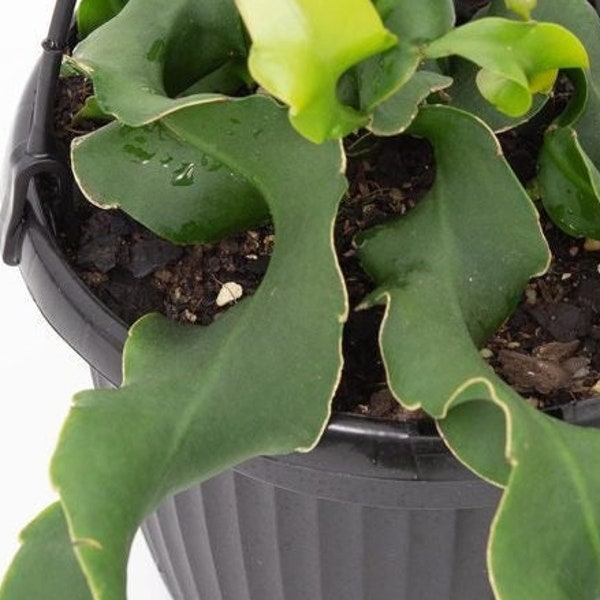 Curly Orchid Cacti - Etsy